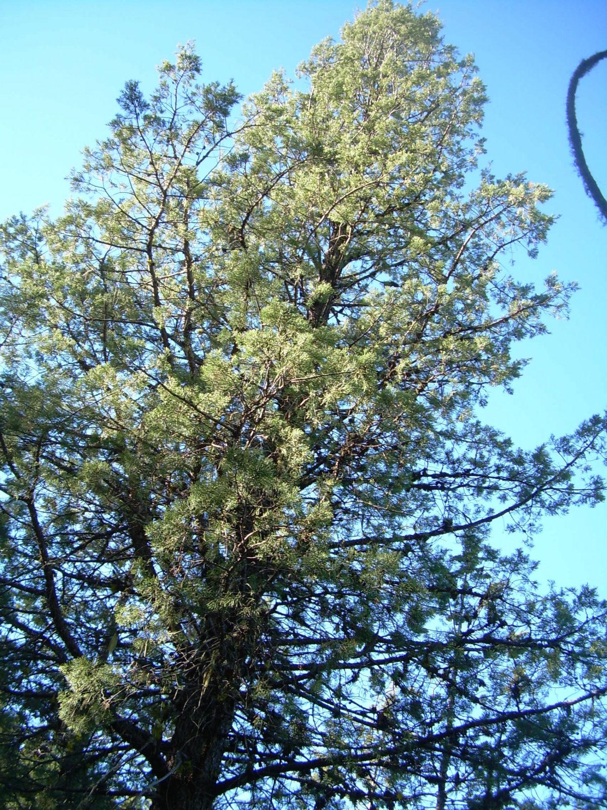 Baker’s cypress – Applegate Siskiyou Alliance