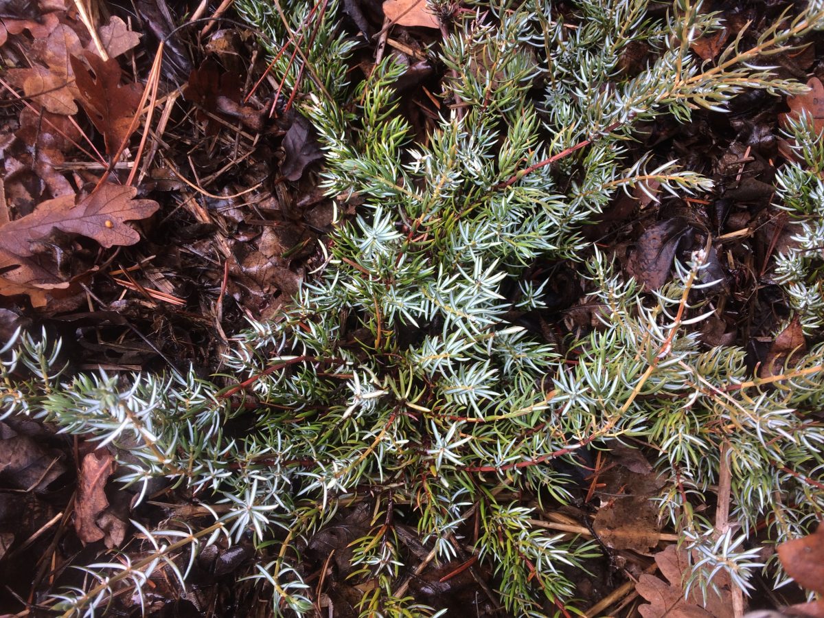 Conifers of the Applegate – Applegate Siskiyou Alliance