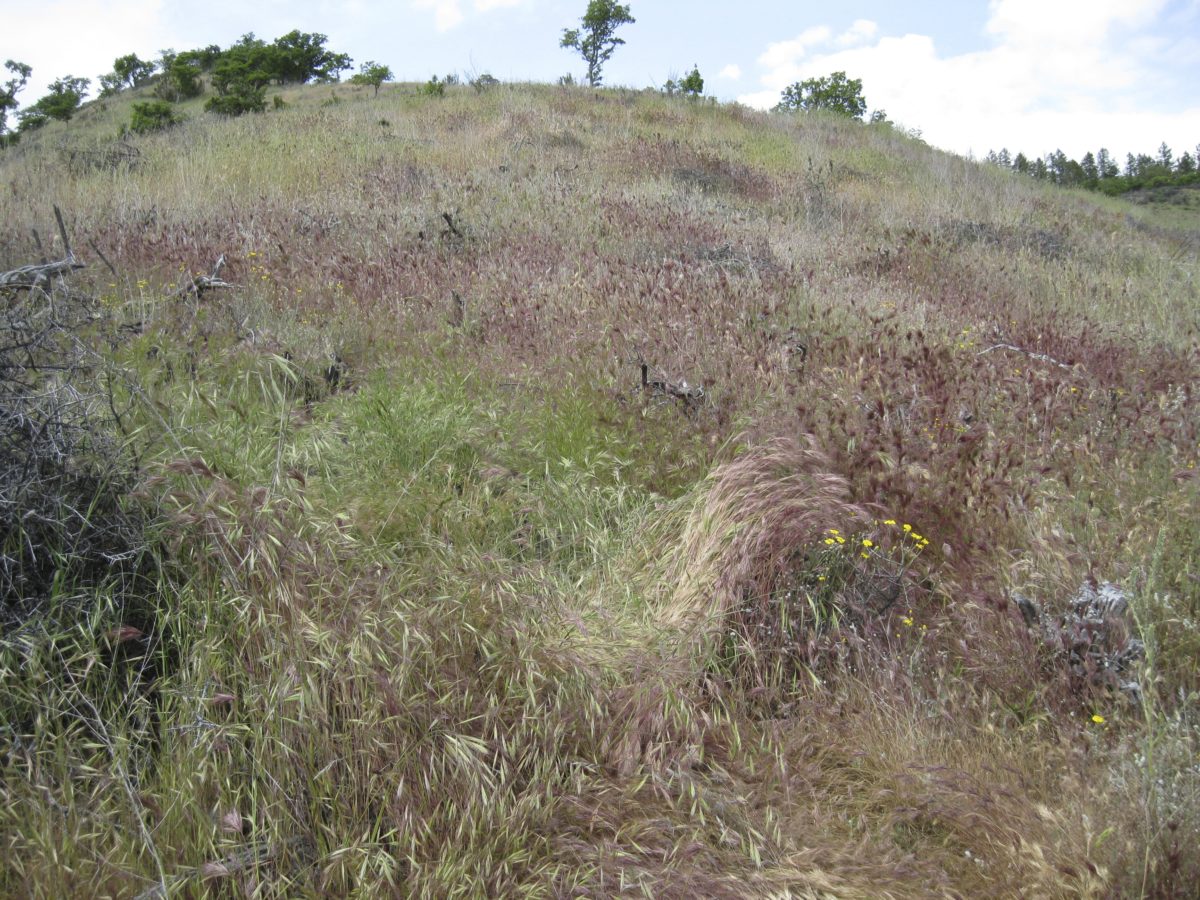 Applegate Chaparral: A Unique, Underappreciated & Threatened Ecosystem ...