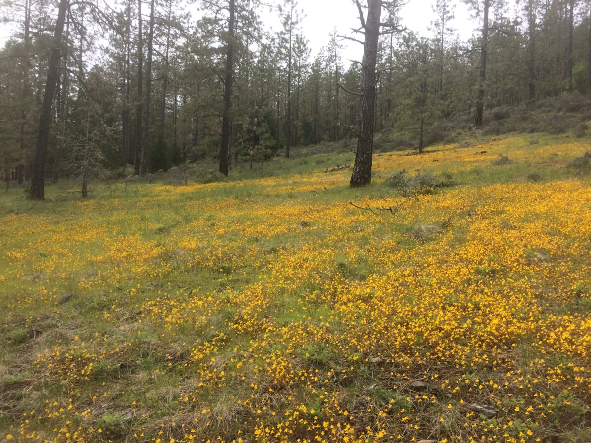 The Wildlands of the Lower Applegate Watershed – Applegate Siskiyou ...