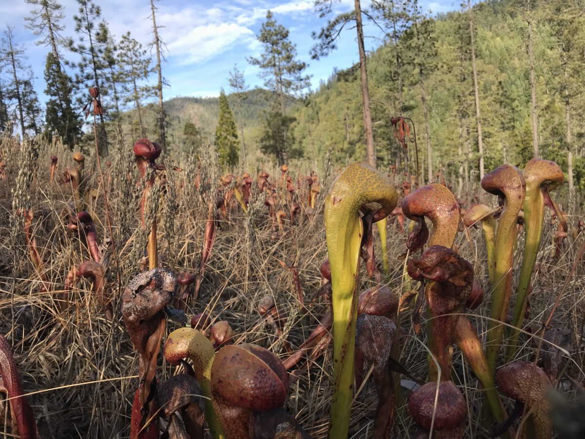 The Wildlands of the Lower Applegate Watershed – Applegate Siskiyou ...
