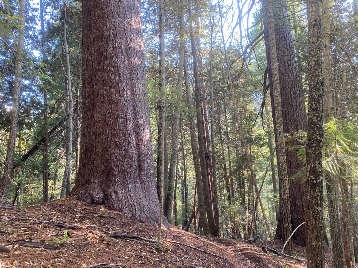 Confronting the Climate and Extinction Crisis in the Applegate ...