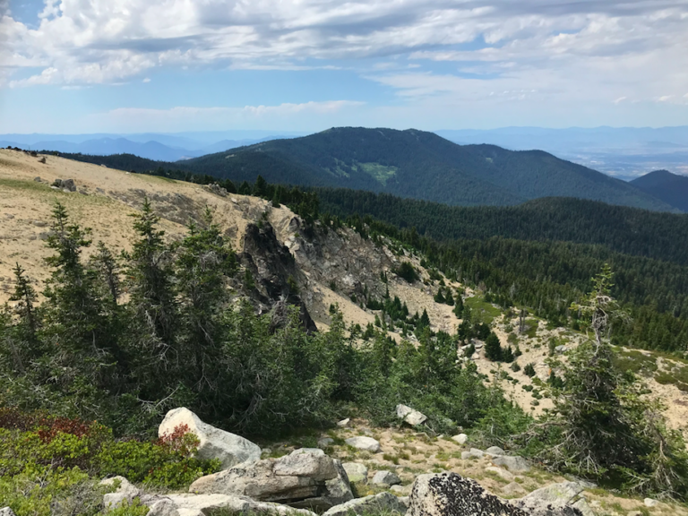 The wild side of Mt. Ashland: Rare conifers, endemic plants ...