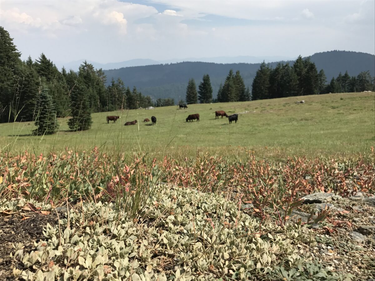 ASA works to protect public lands from overgrazing on the Siskiyou ...